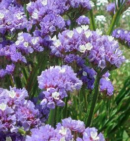 Seeds - Statice - Twilight