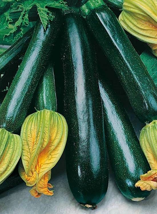 Seeds - Zucchini - Black Beauty