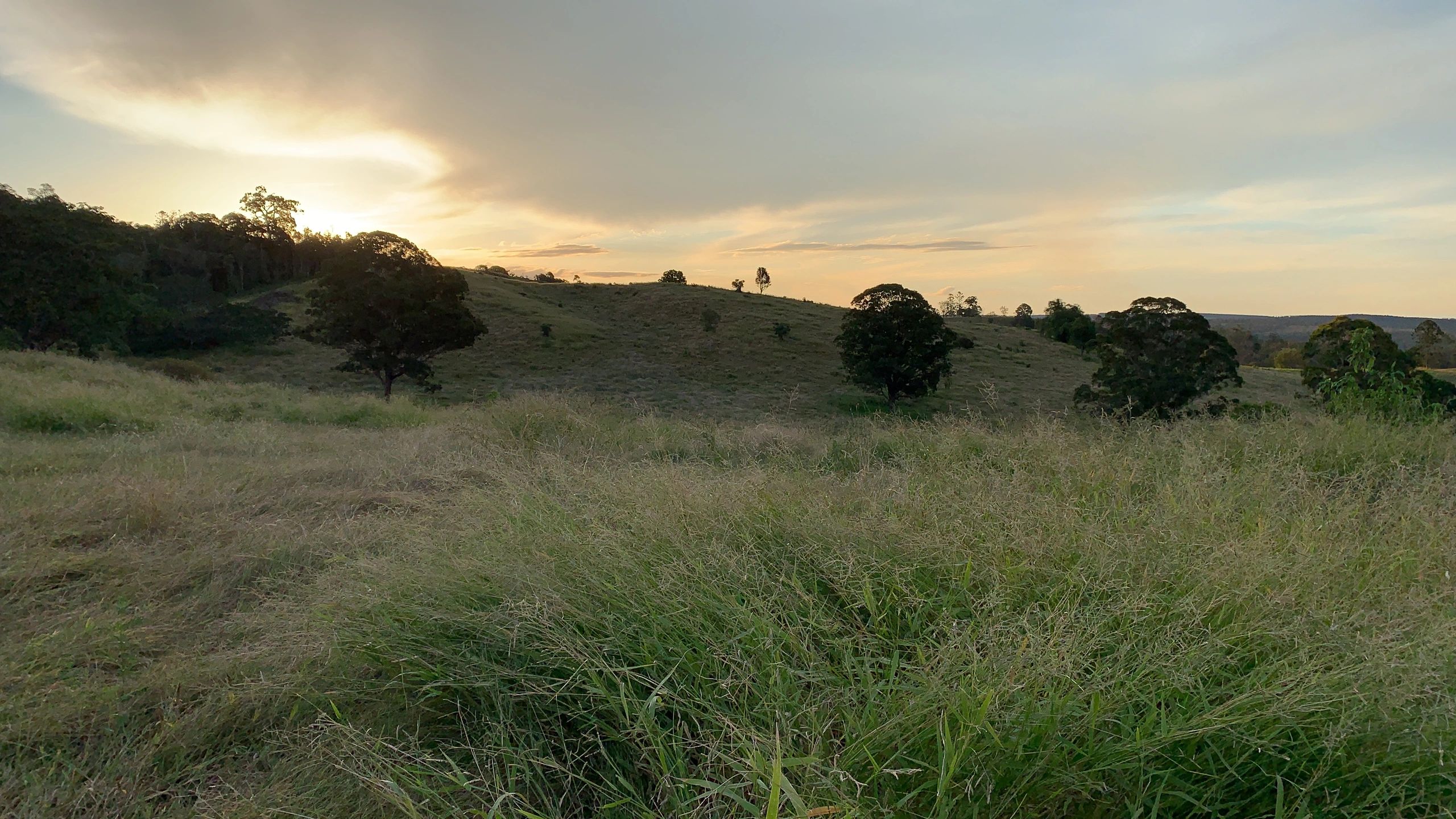 Paddock to Plate Beef - Whispering Downs Pastoral
