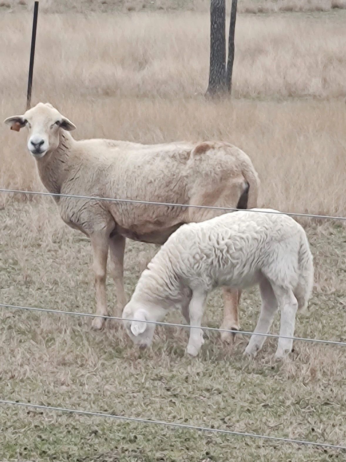 Buy Katahdin Sheep Here | Registered Katahdin Sheep for Sale
