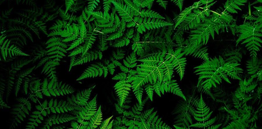 Forest Landscape Design Elements to Consider