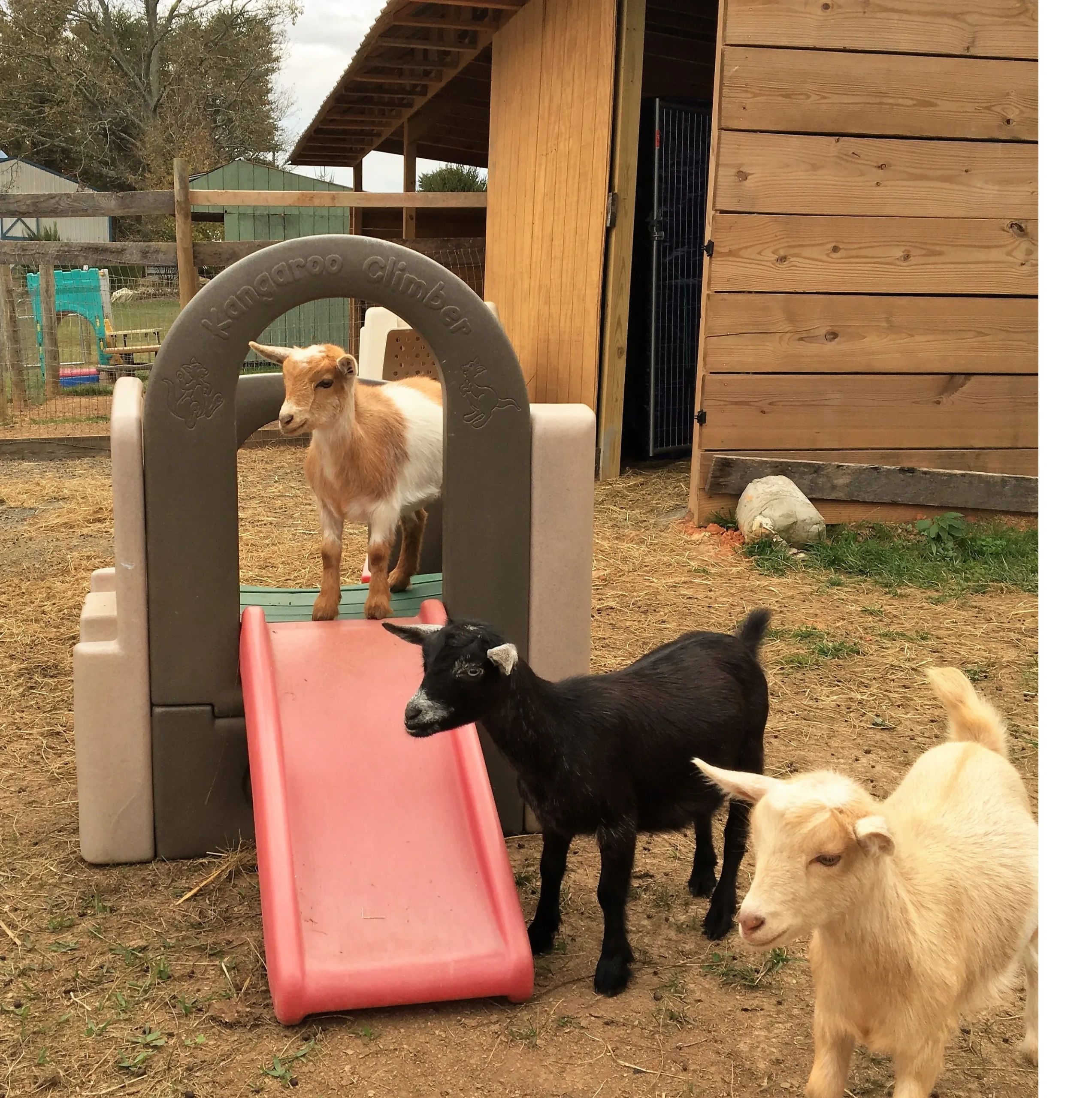 Pup Sudz goat milk dog shampoo | Laurel Woods Farms, LLC