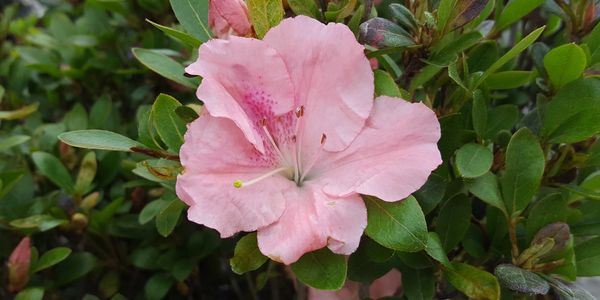 Shrubs | SWN GARDEN CENTER