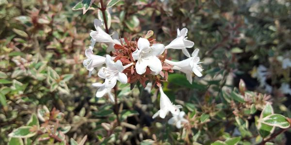 Shrubs | SWN GARDEN CENTER