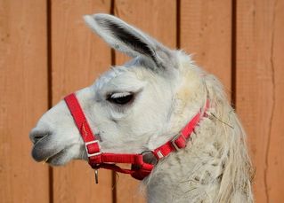 International Llama Foundation - Halter Fit, Herding, Toe Nails ...