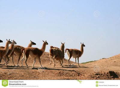 Catch a Llama - Animals Alpacas and Llamas | International Llama Foundation