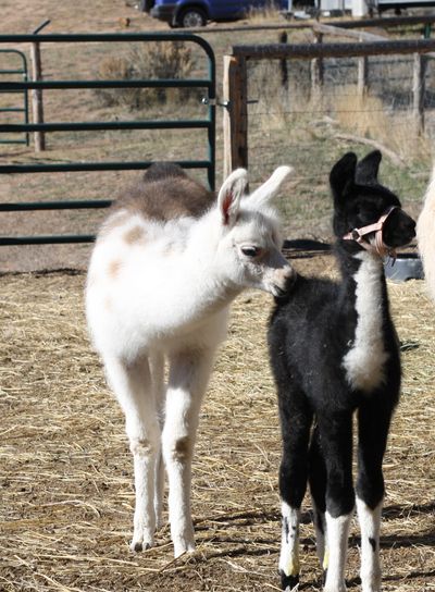 Catch a Llama - Animals Alpacas and Llamas | International Llama Foundation