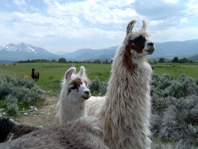 Catch a Llama - Animals Alpacas and Llamas | International Llama Foundation