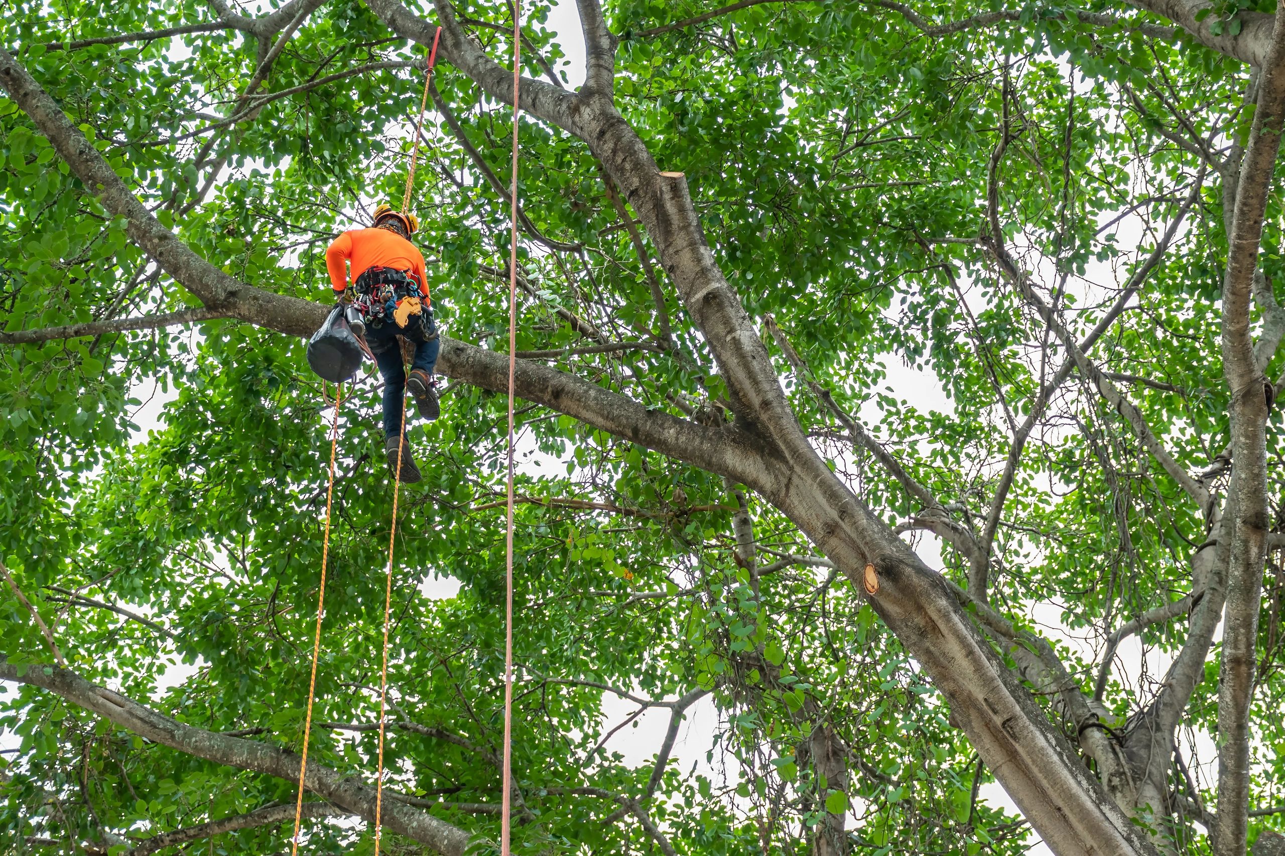 Next Day Tree Service