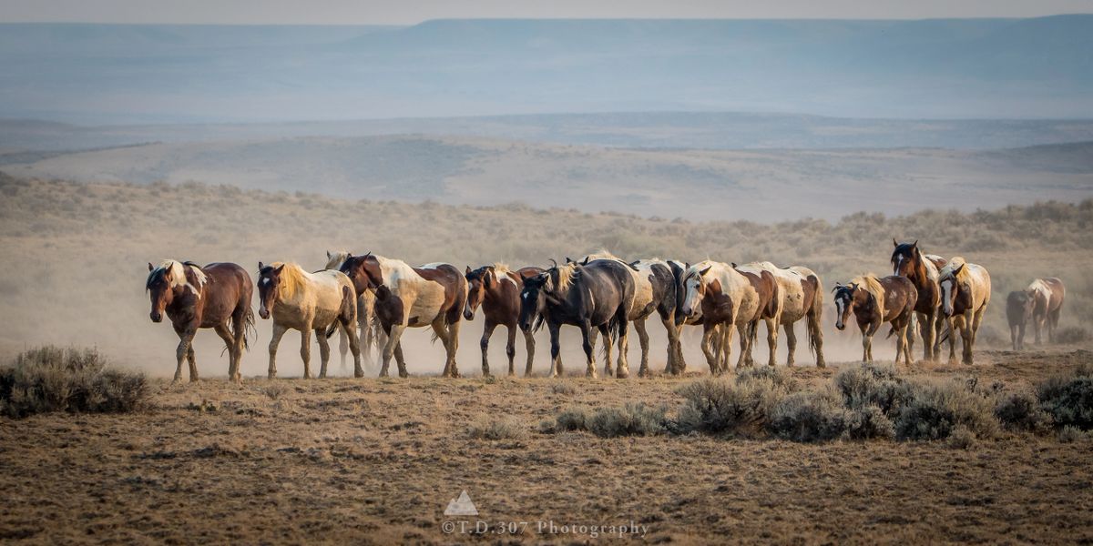 The Beautiful band of Tahlequah & Thor