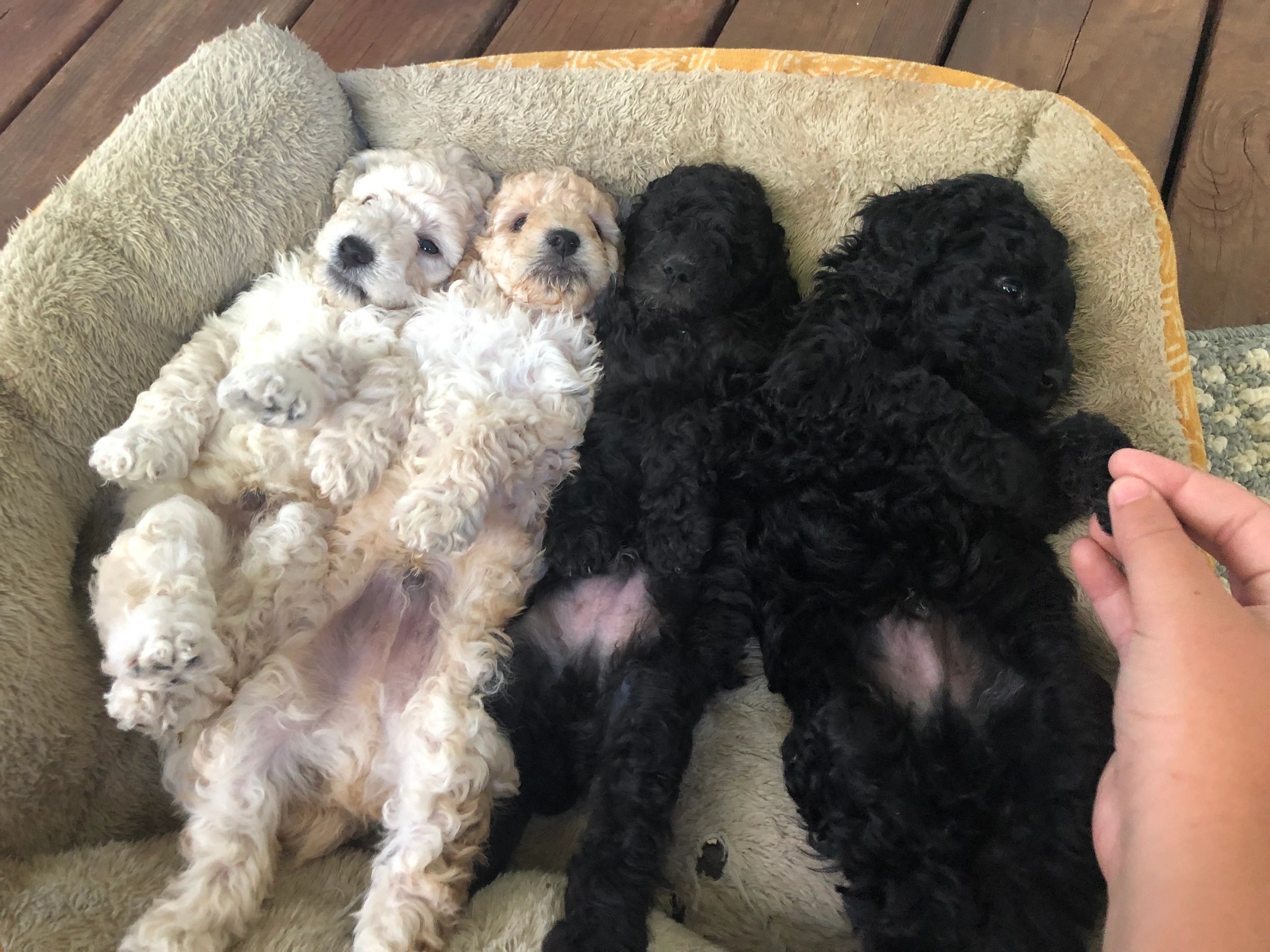 Blue Springs Poodles - Poodle Puppies, Pets, Miniature Poodle Puppies