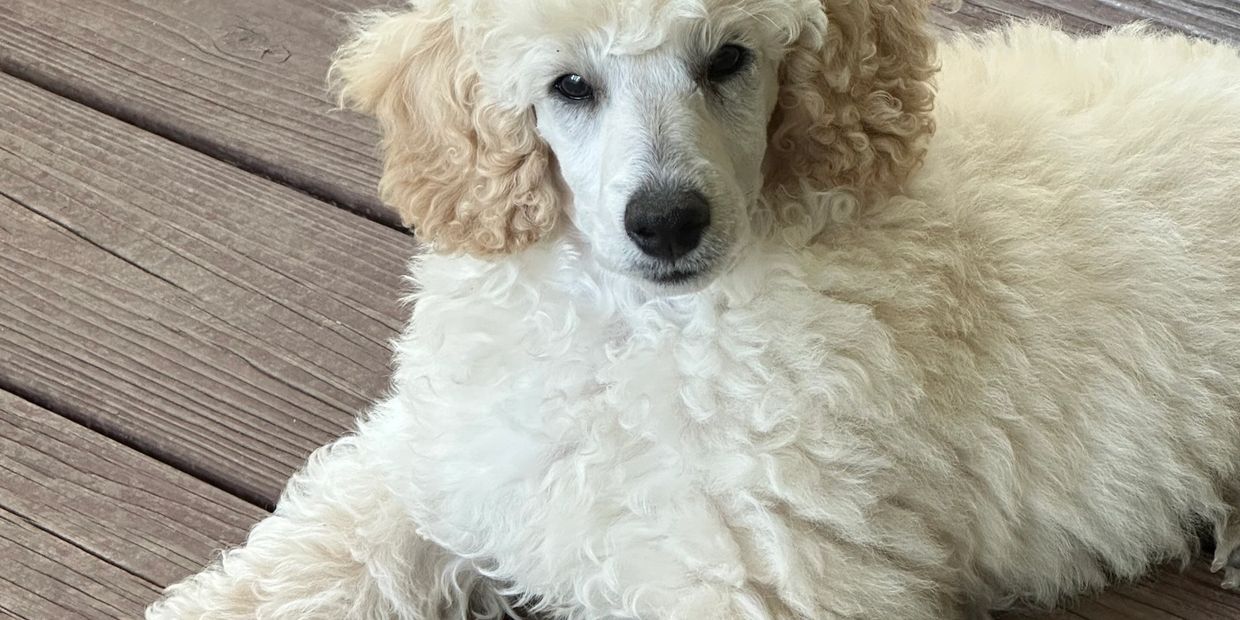 Blue Springs Poodles - Poodle Puppies, Pets, Miniature Poodle Puppies