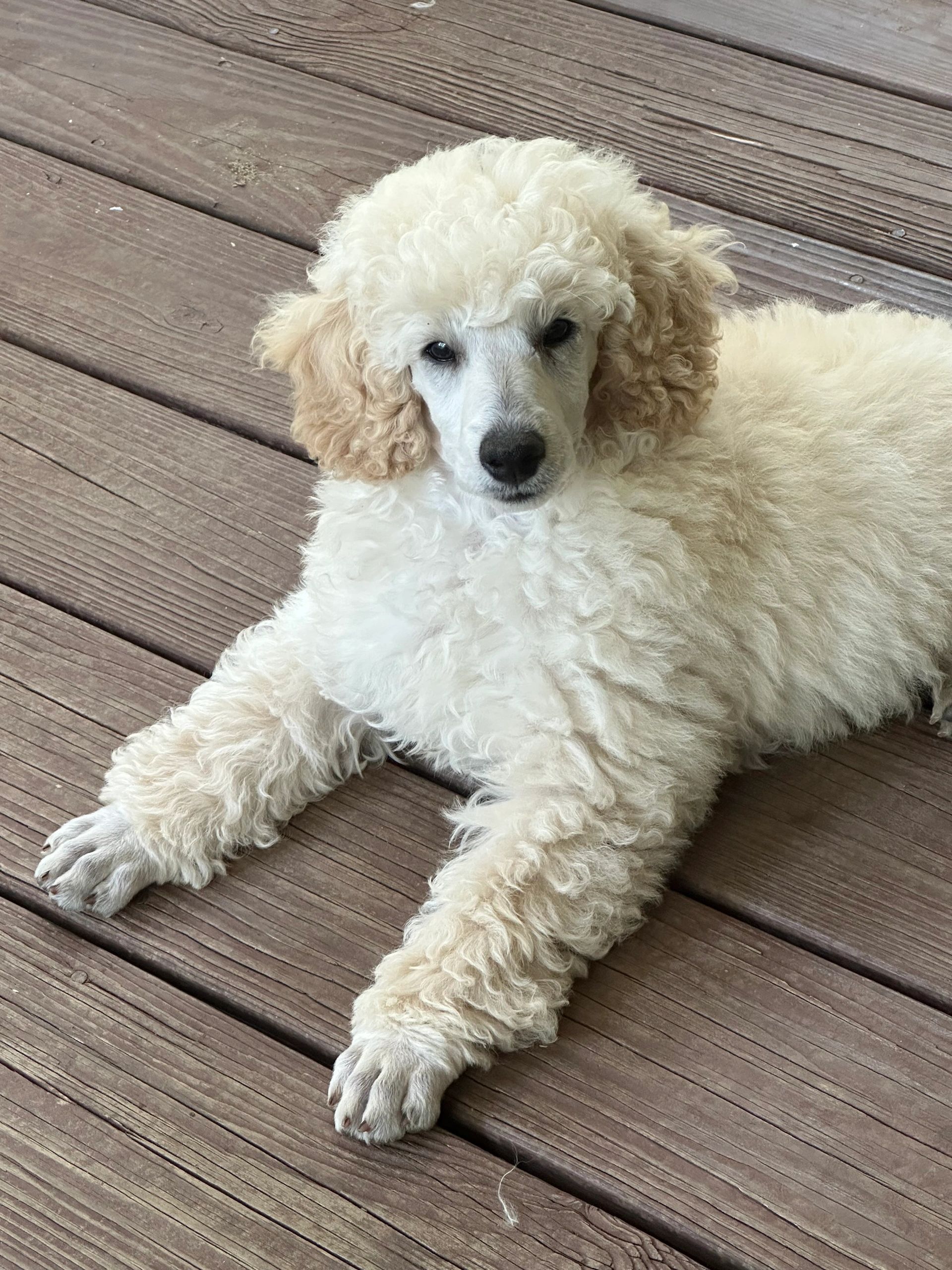 Blue Springs Poodles - Poodle Puppies, Pets, Miniature Poodle Puppies