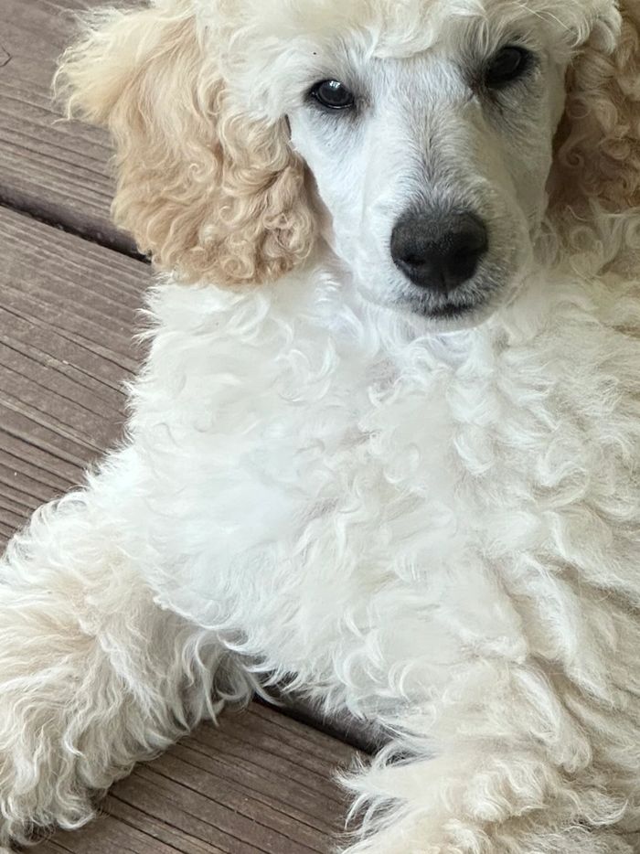 Blue Springs Poodles - Poodle Puppies, Pets, Miniature Poodle Puppies