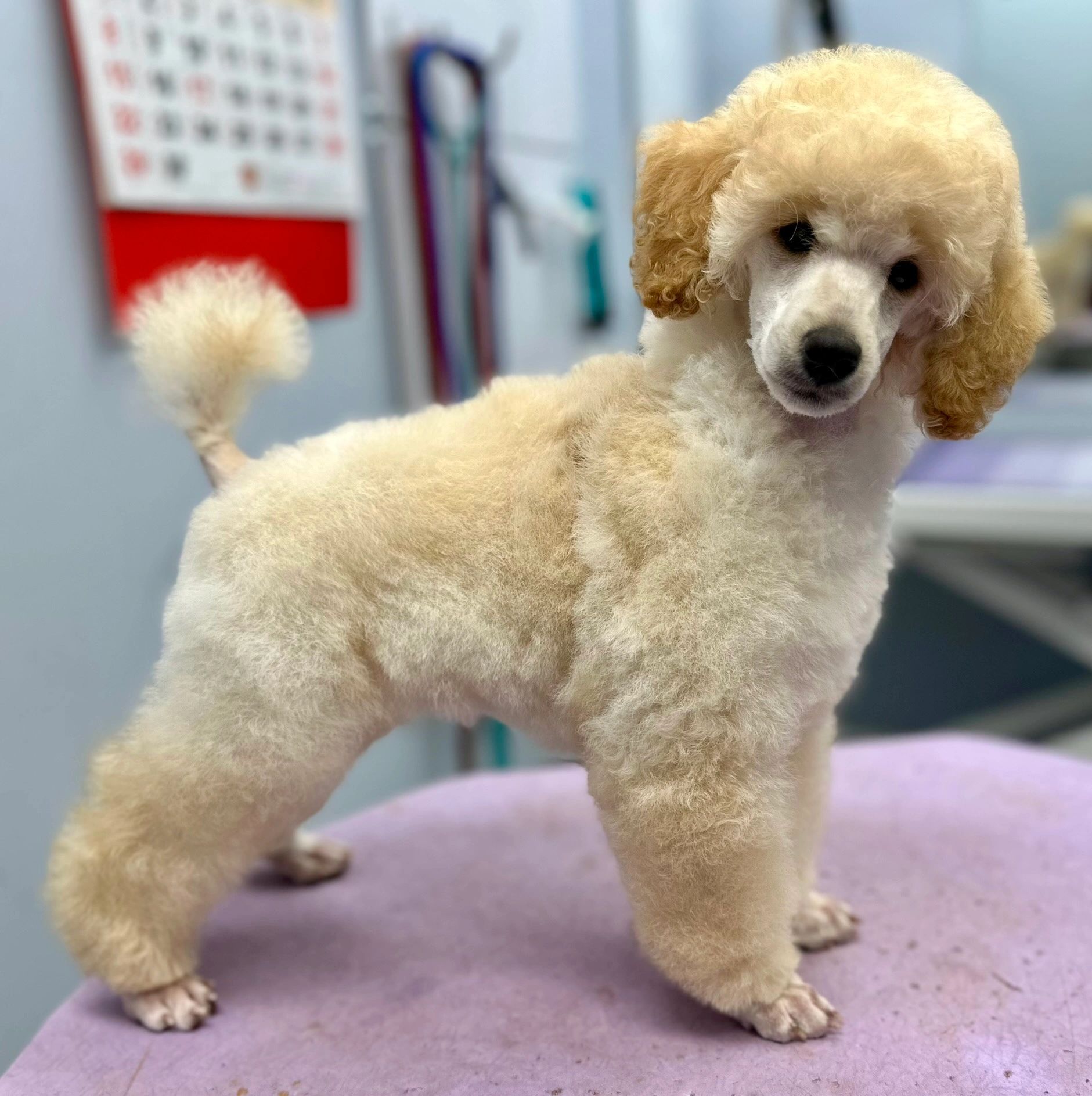 Blue Springs Poodles - Poodle Puppies, Pets, Miniature Poodle Puppies