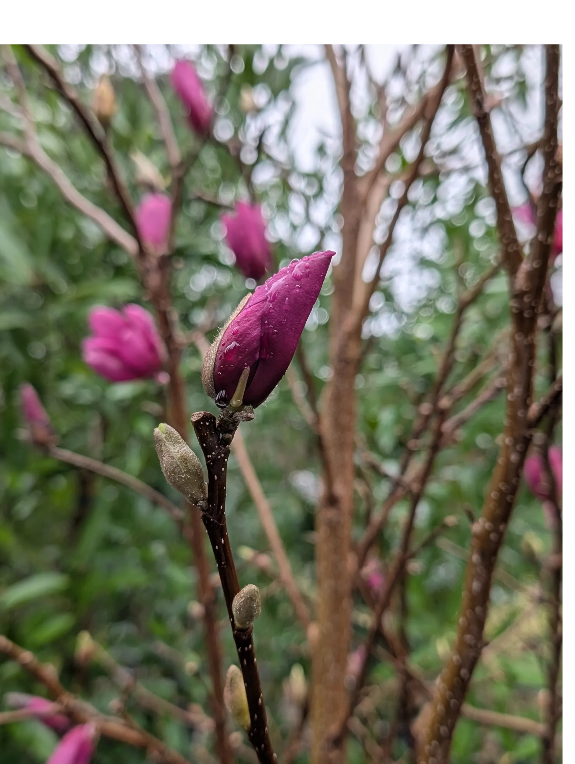 Large Live Oak Trees for Sale - LA Escondida Tree Farm