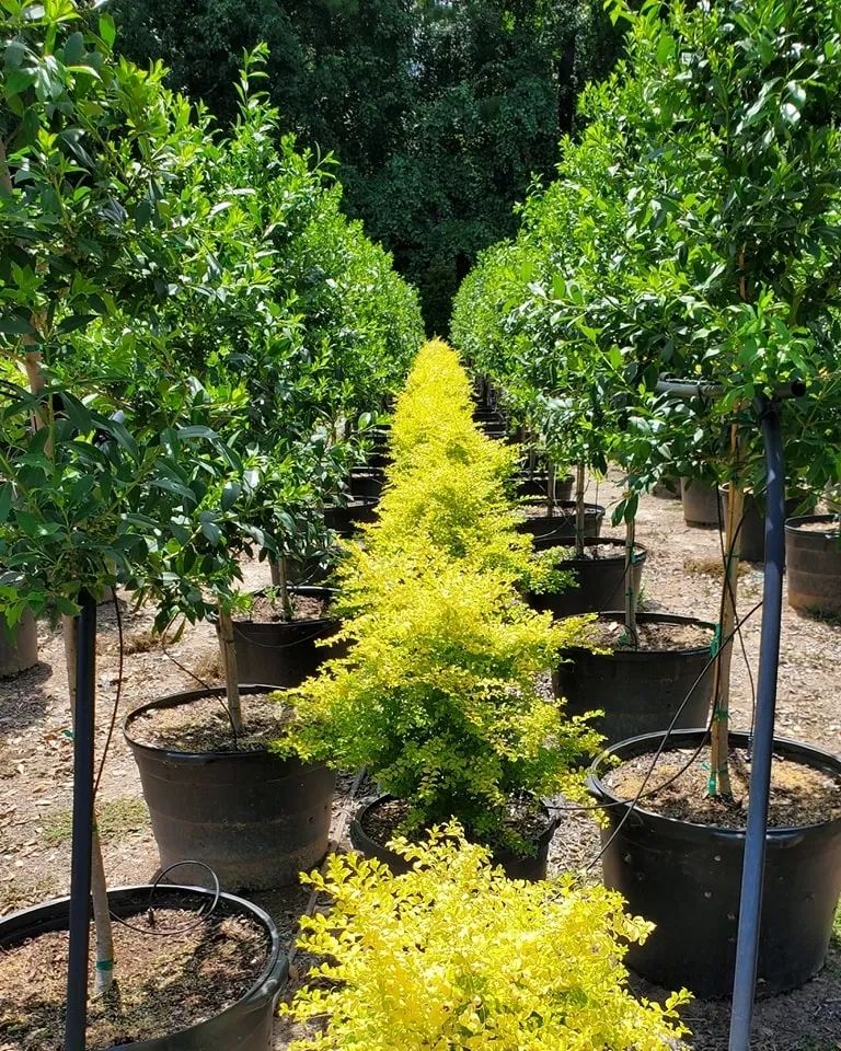 Large Live Oak Trees for Sale - LA Escondida Tree Farm