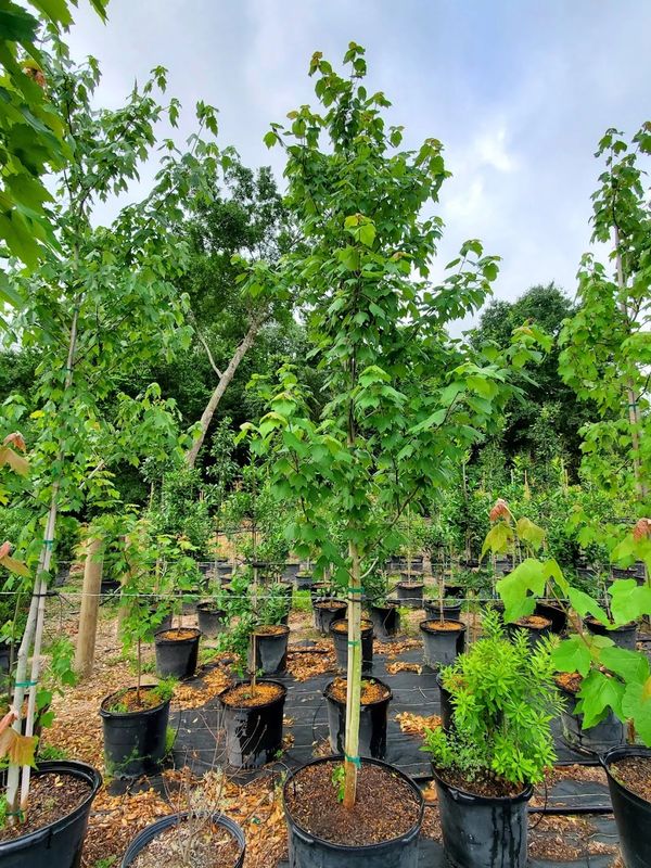 Large Live Oak Trees for Sale - LA Escondida Tree Farm