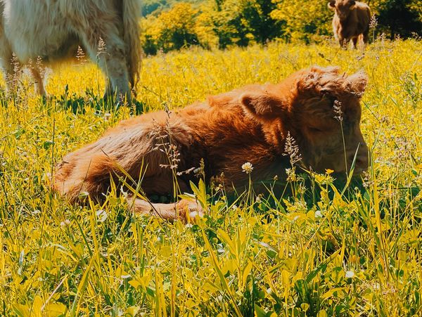 HOME [doublerexotics.com]