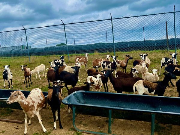 HOME [doublerexotics.com]