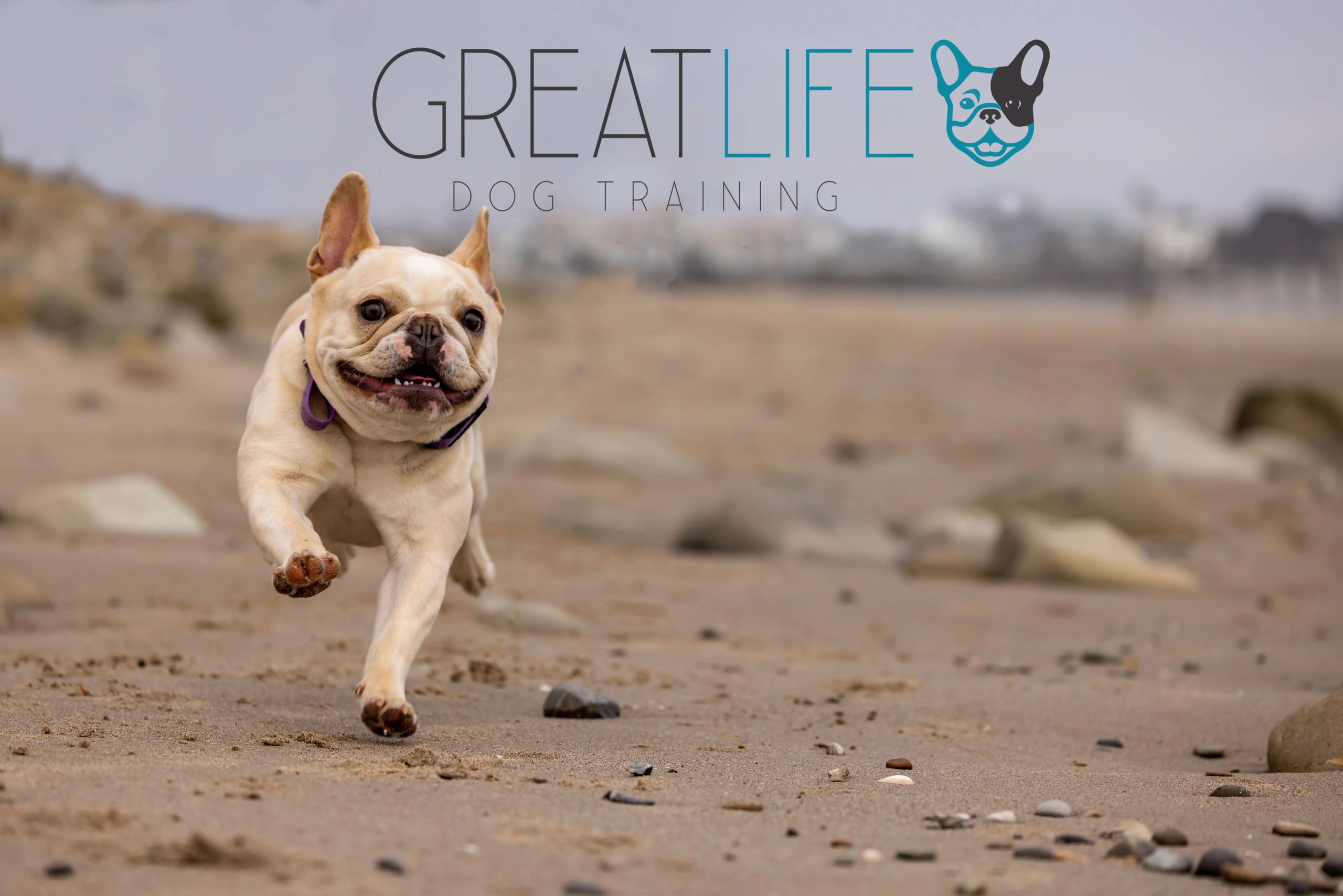 About Dog Trainers Great Life Dog Training