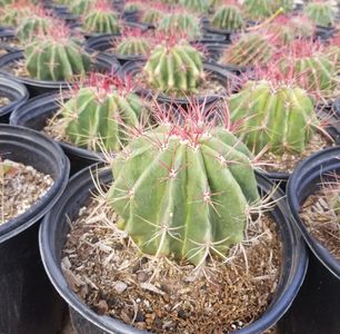 Cox Cactus Farm, LLC - Home