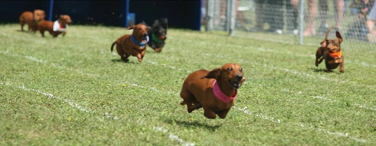 Weiner Dog Races