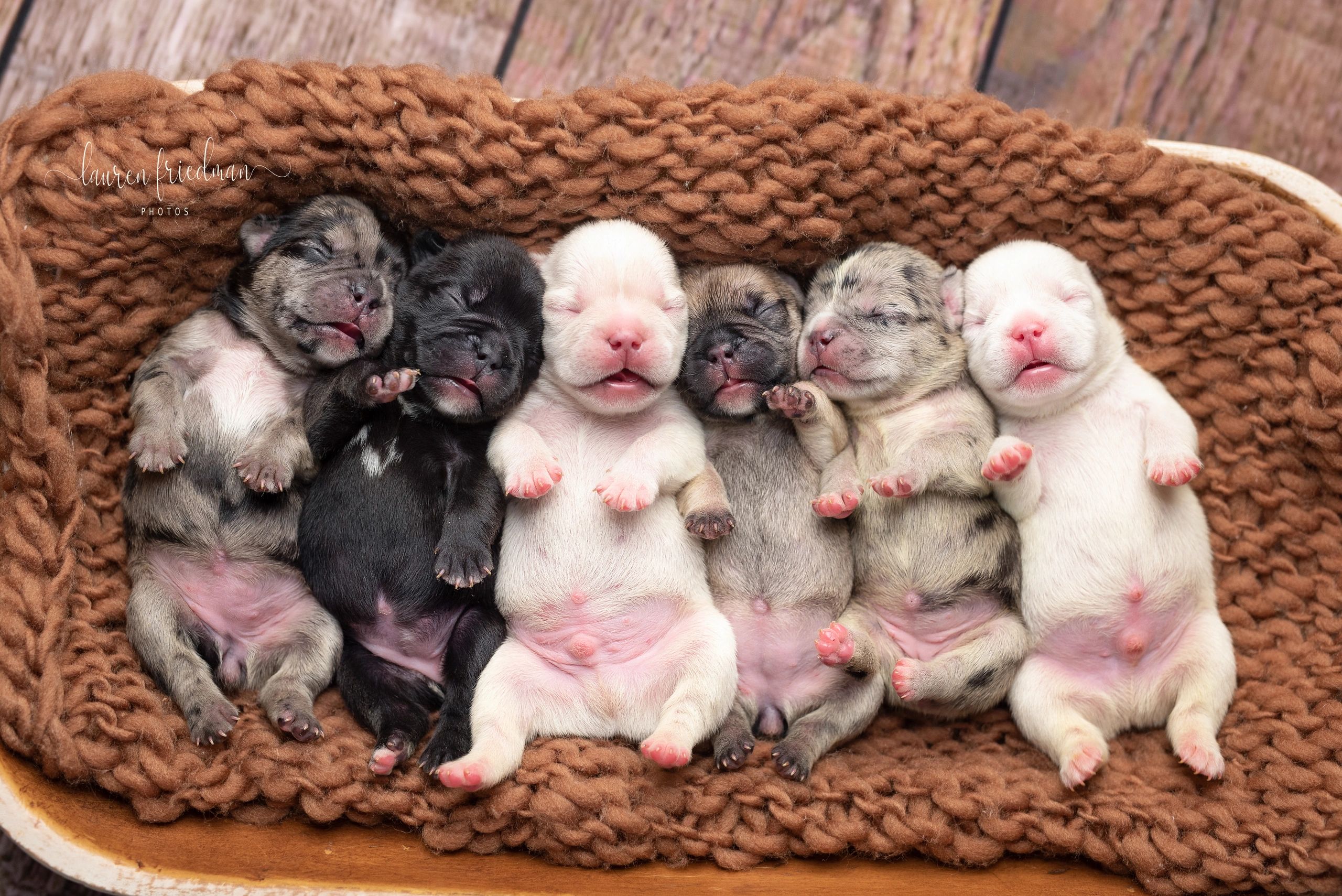 Available Puppies | Diamond City Bulldogs