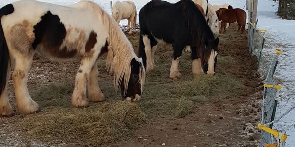 Hark's Ark Animal Sanctuary - Humane Society, Animal Rescue