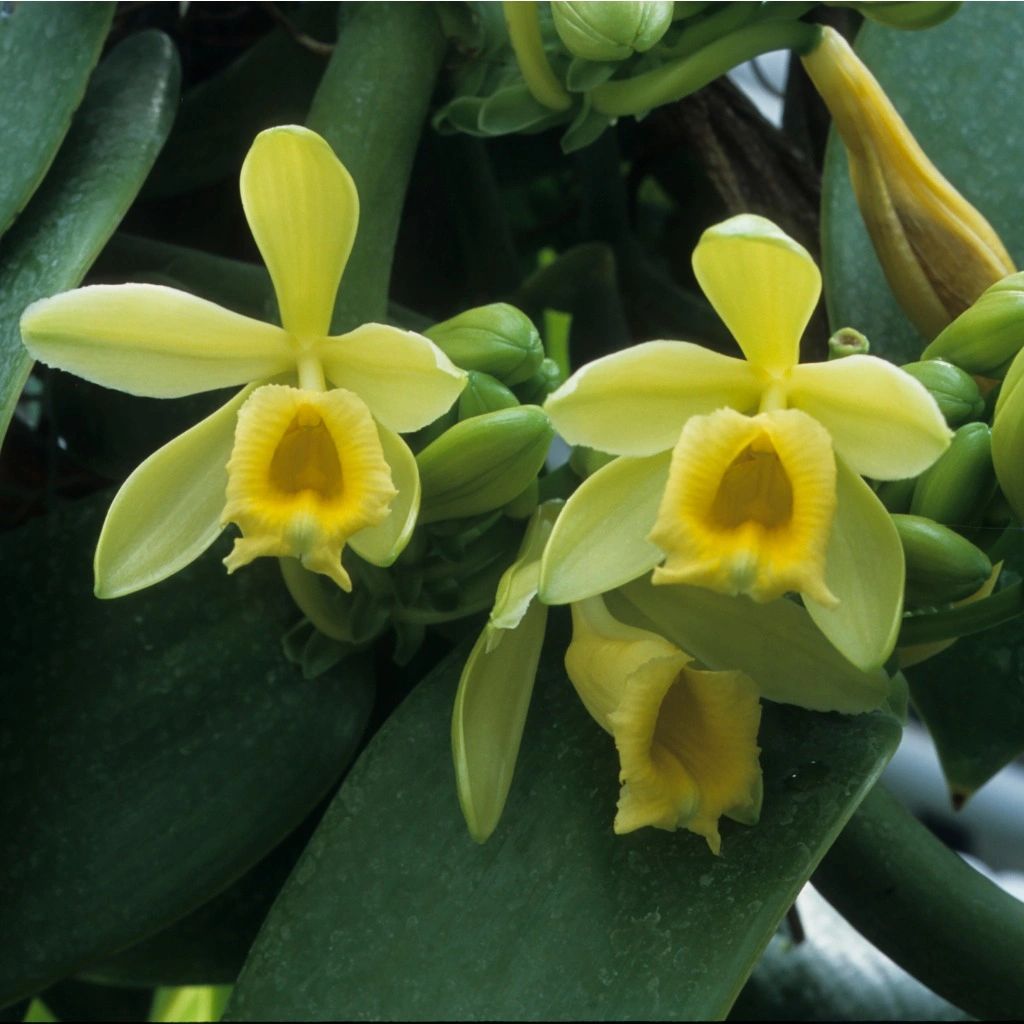 Everything Vanilla - Everything Vanilla Cookbook, Vanilla Love