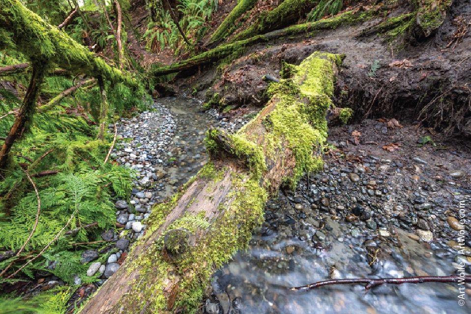 Schmitz Park Creek Restore