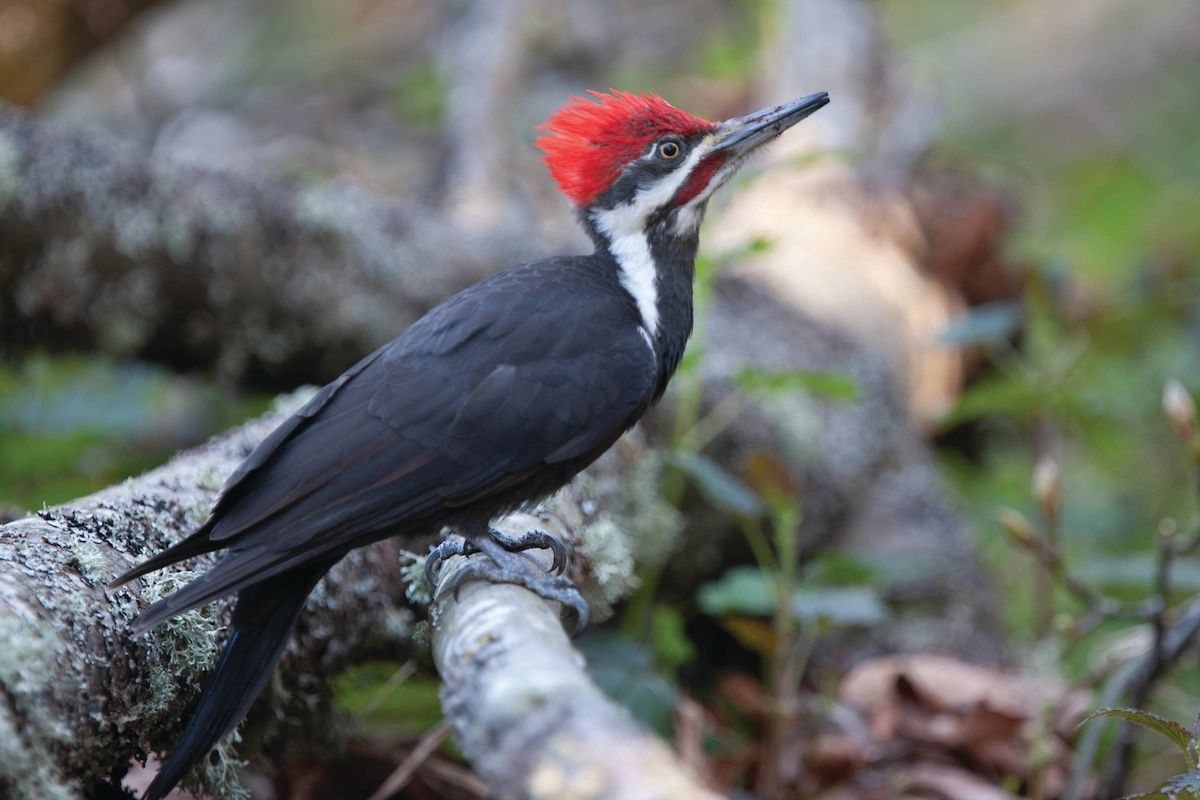 Schmitz Park Creek Restore