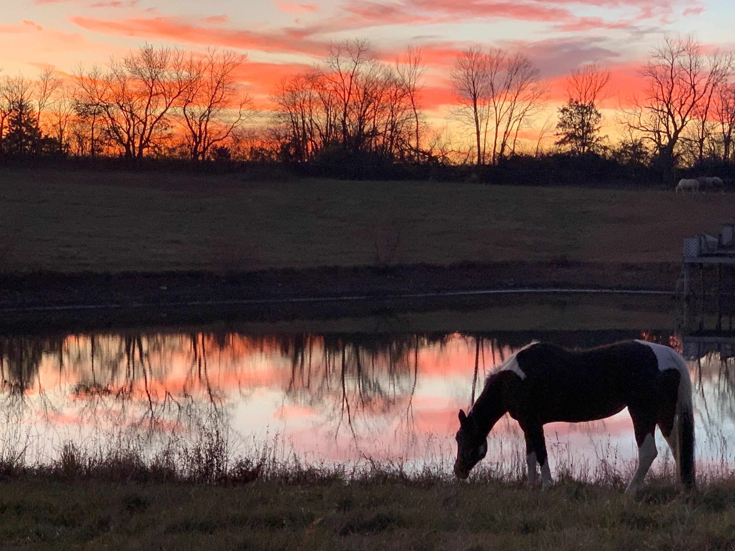 Hickory Hollow Stables