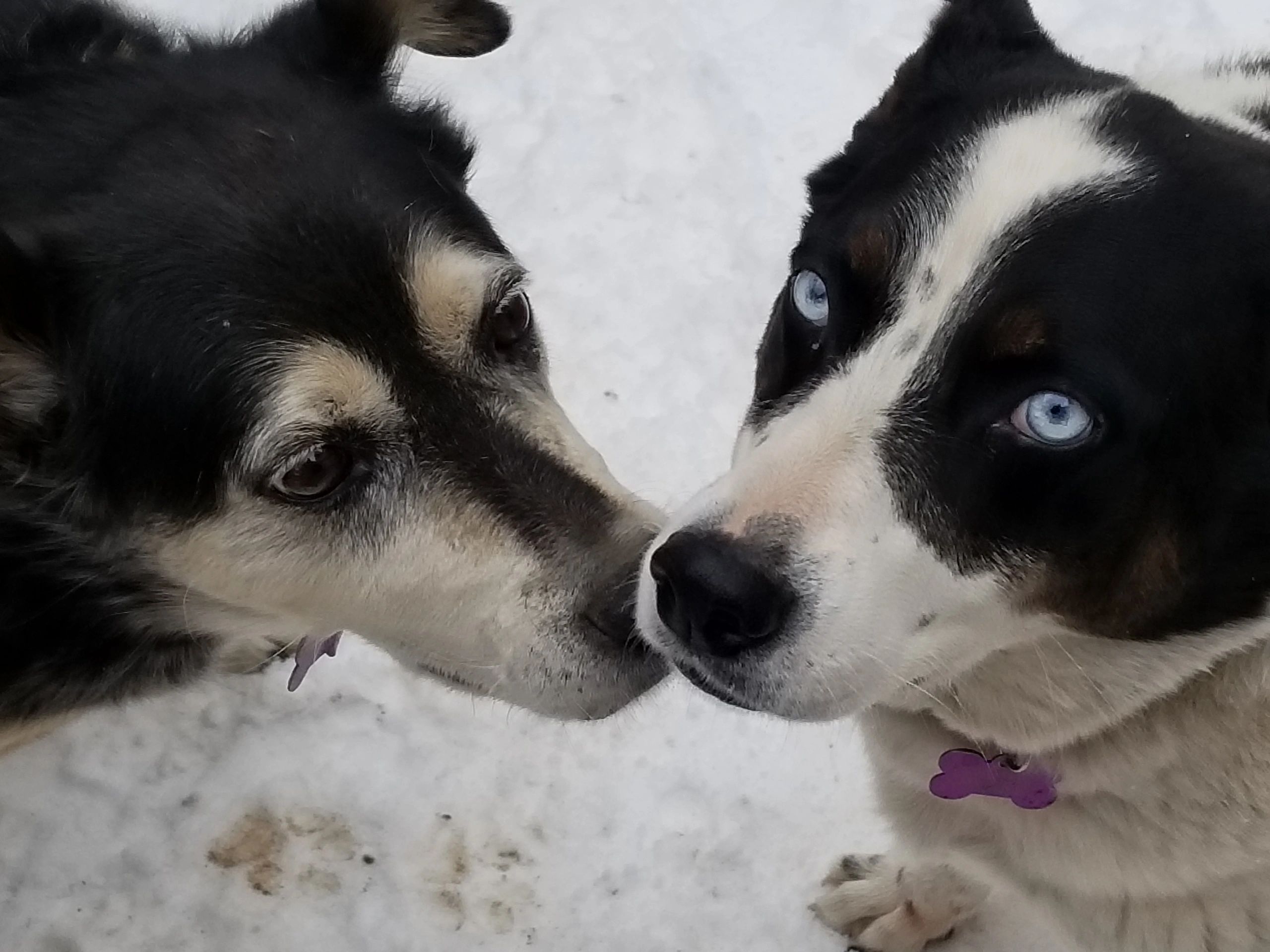 Husky Rescue - Thunder Puppy K9 Rehabilitation and Rehoming (501c3)