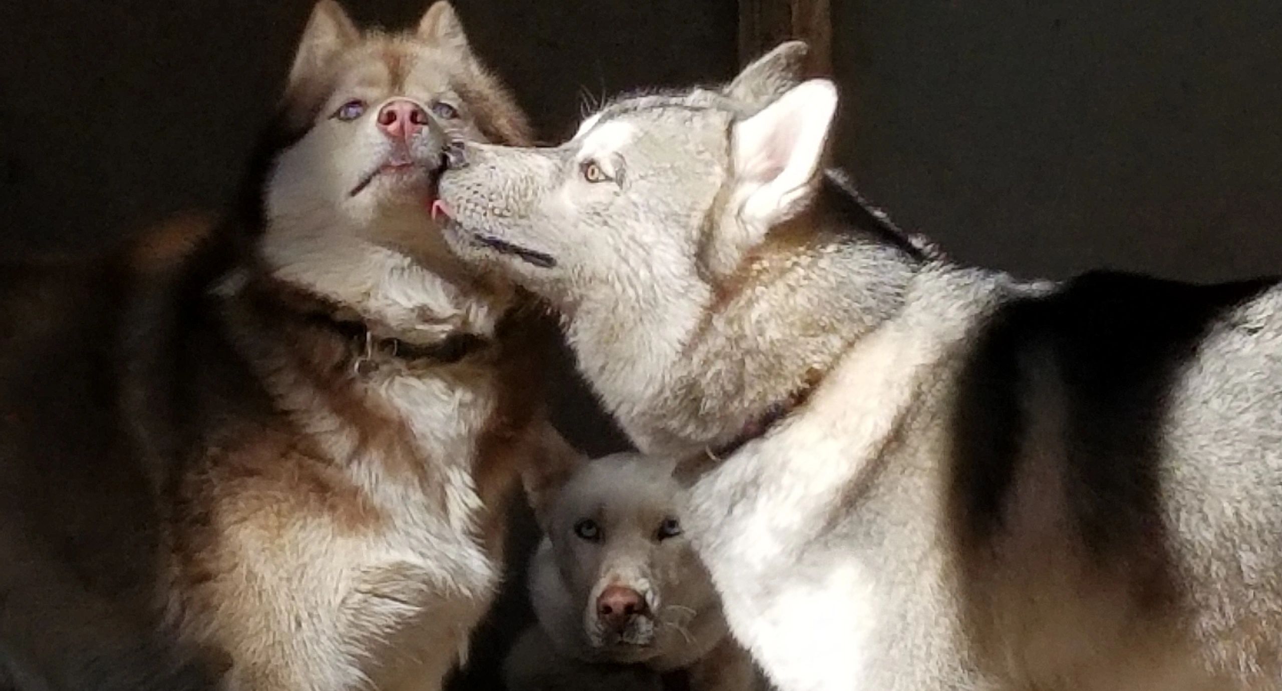 Husky Rescue - Thunder Puppy K9 Rehabilitation and Rehoming (501c3)