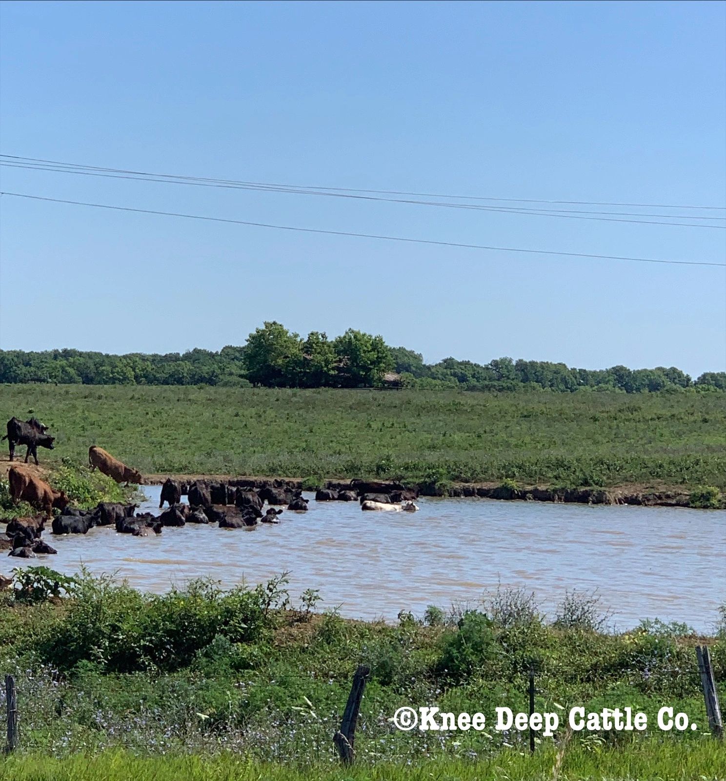Knee Deep Cattle Company