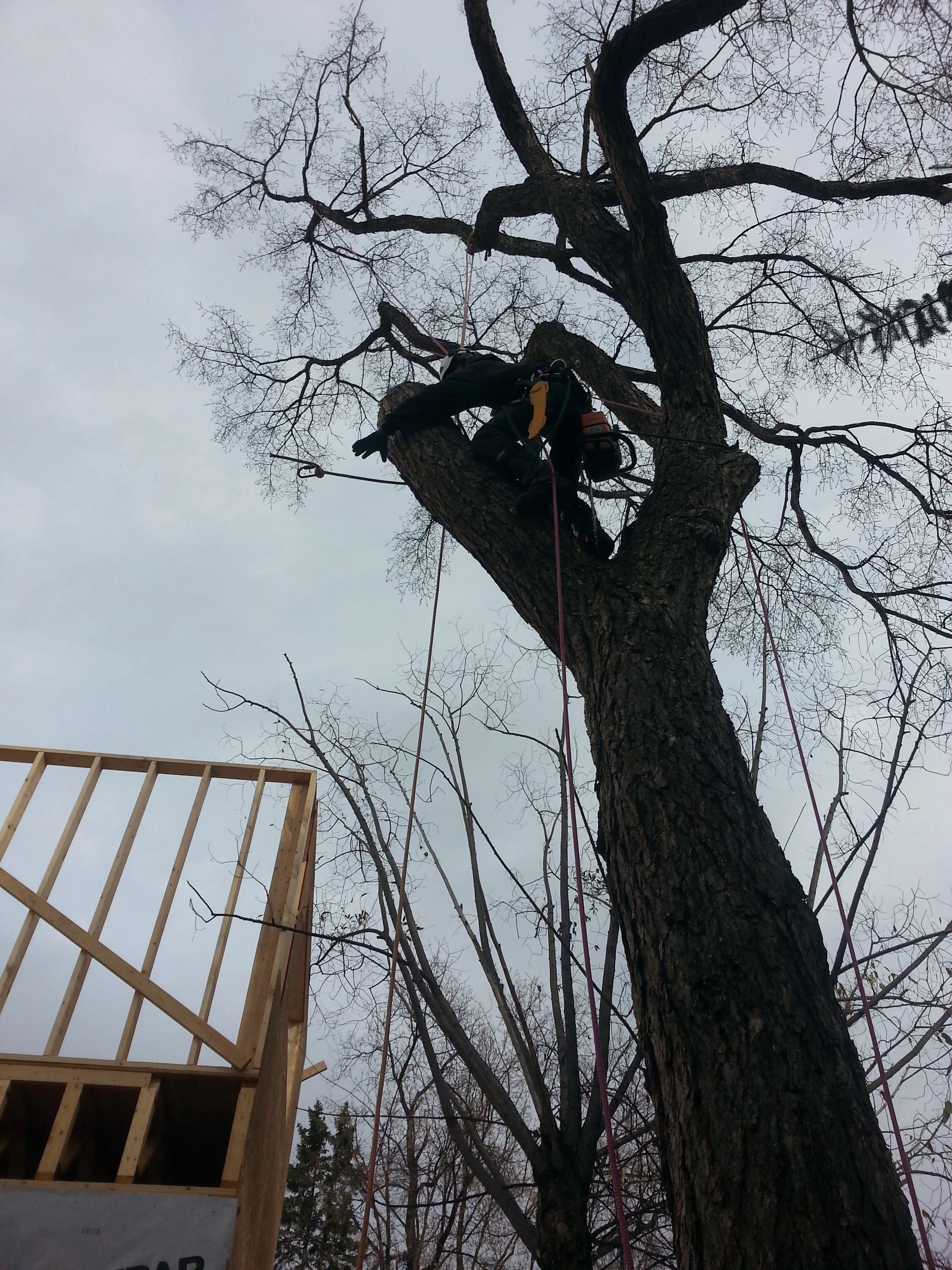 Limb·it·Less Tree Co.