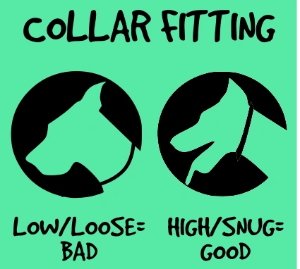 Move to the Head: Collar Fitting Skills