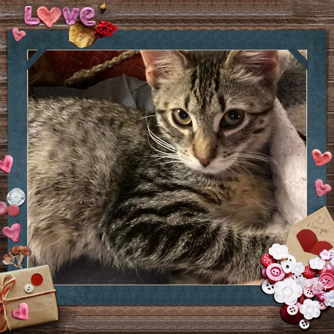 Focus on Ferals - Nonprofit, Cats, Animal Rescue