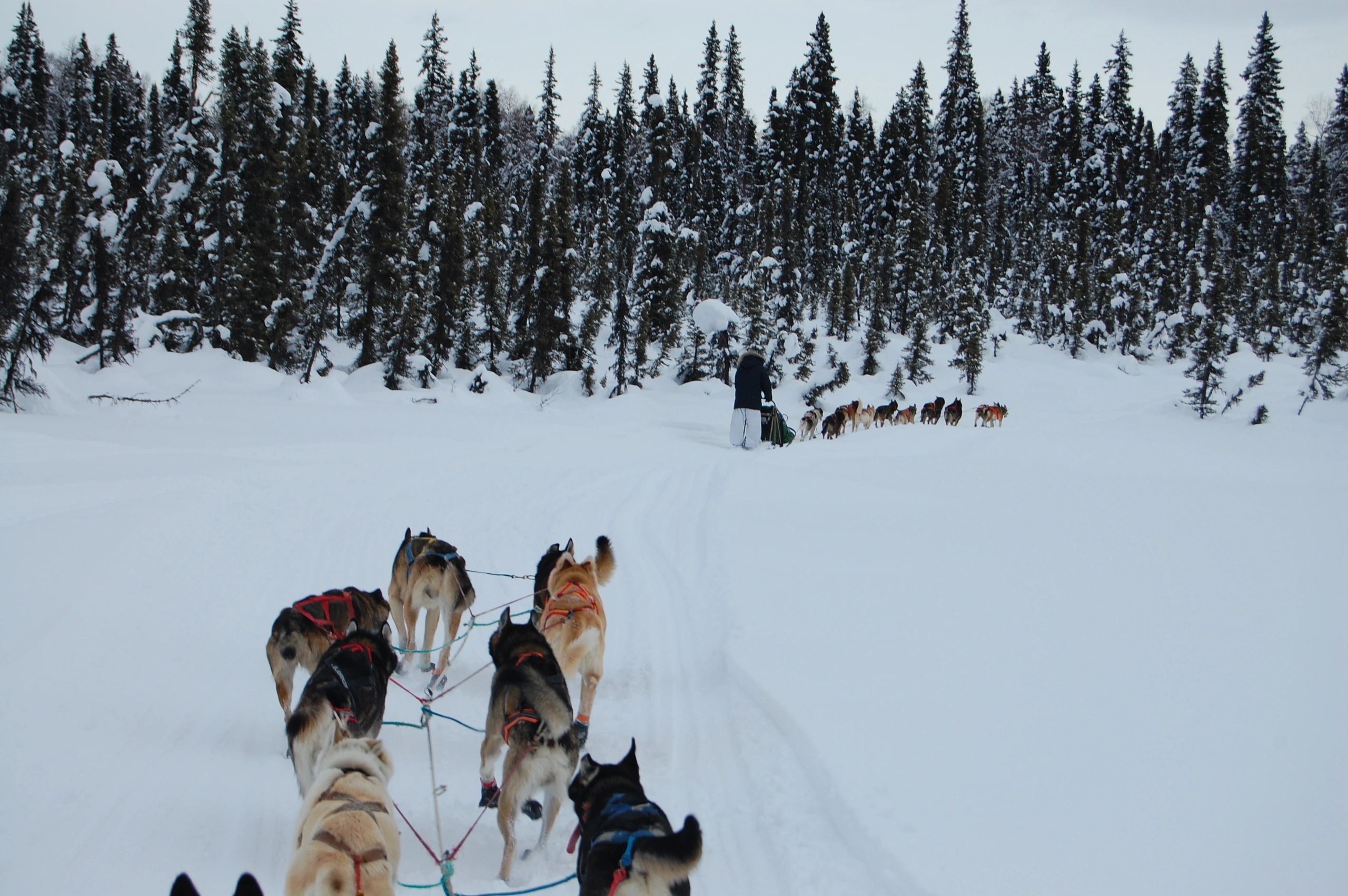 Alaska Mushing