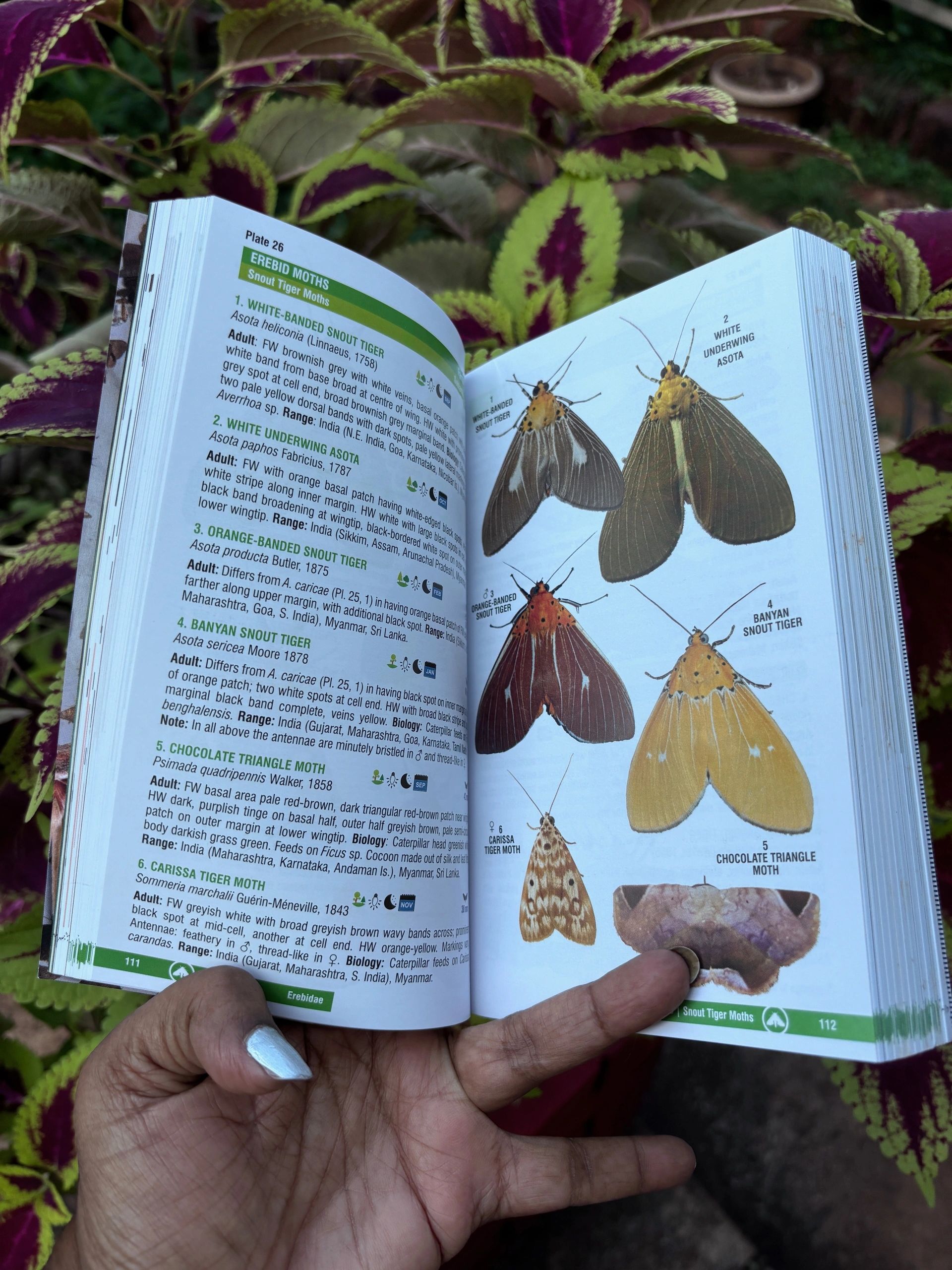 National Moth Week 2025