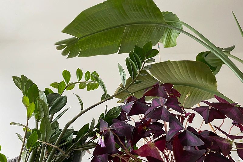 Valuable Plant Care Lessons From 5 Common Houseplants