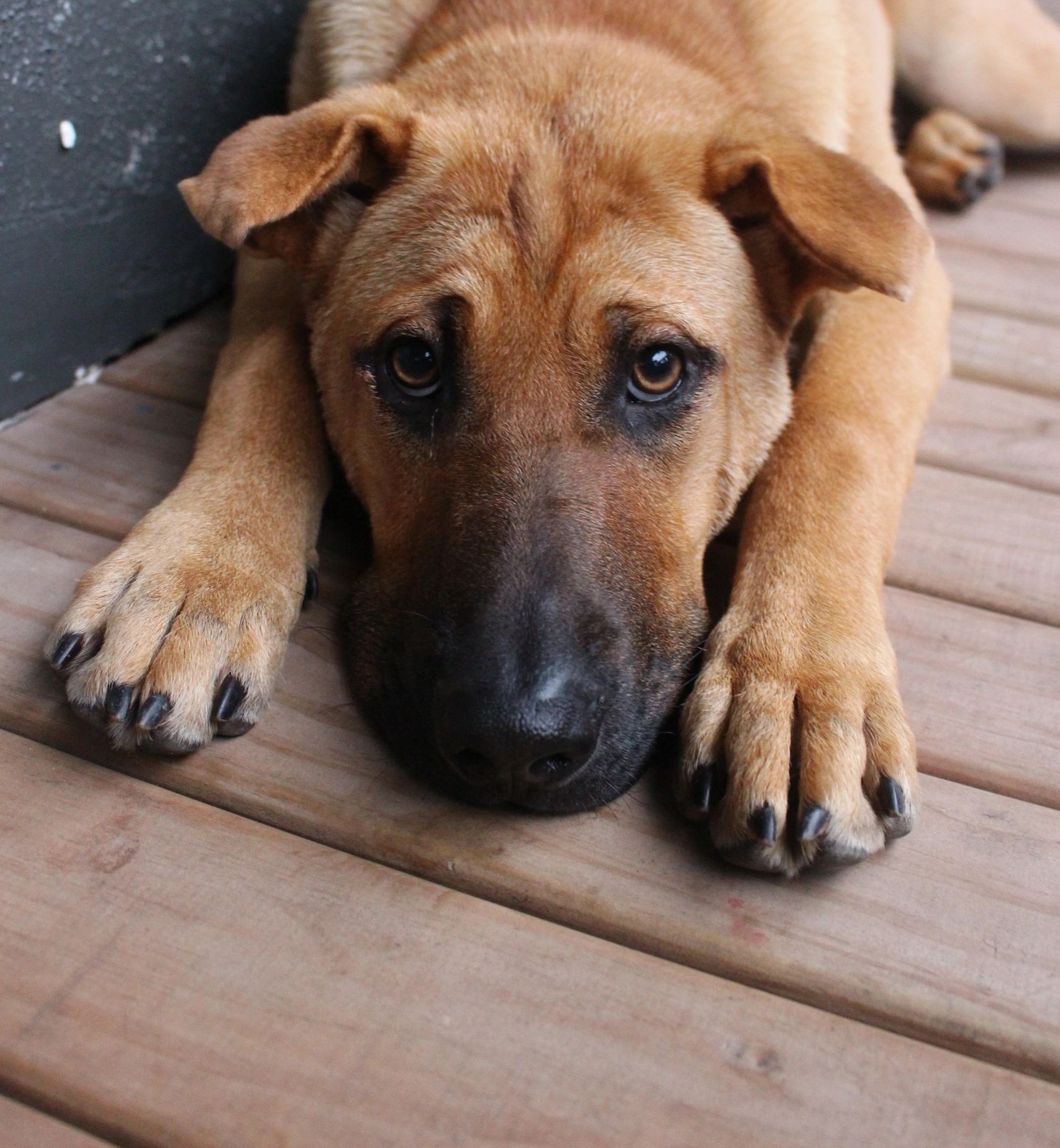 Are Dogs True Carnivores