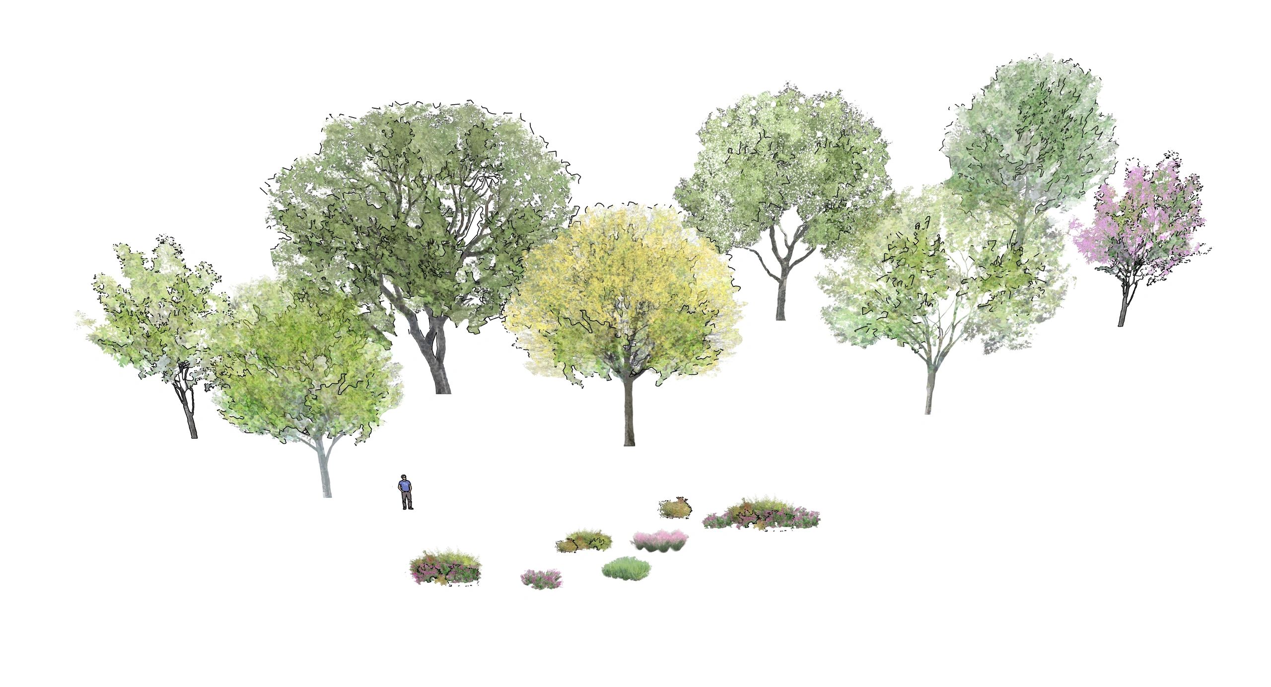 SketchupTrees Sketchup Trees, 2D Trees, 3D Trees Sketchup, 54% OFF SketchupTrees Sketchup Trees, 2D Trees, 3D Trees Sketchup, 54% OFF