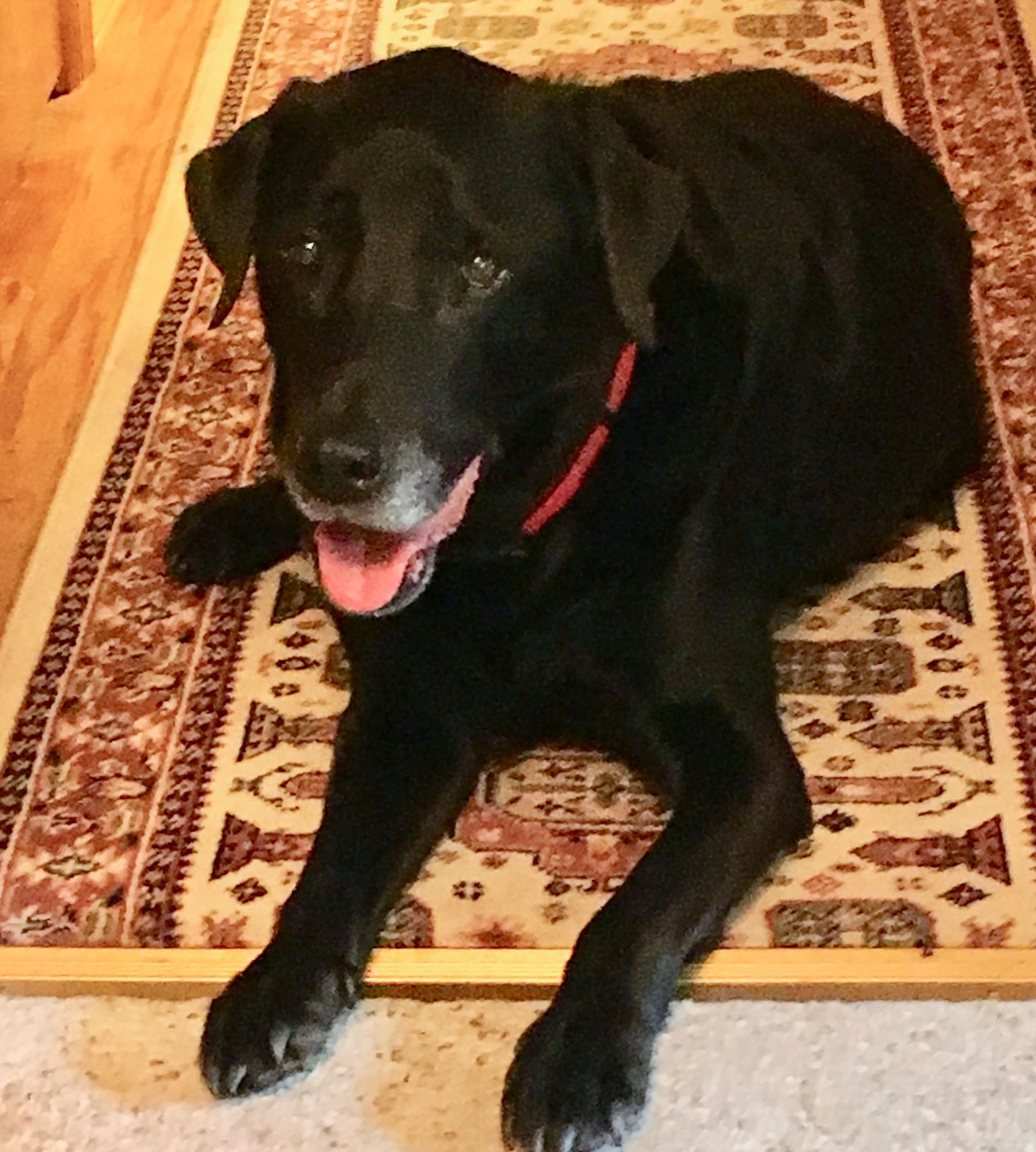 Lessons from my black lab