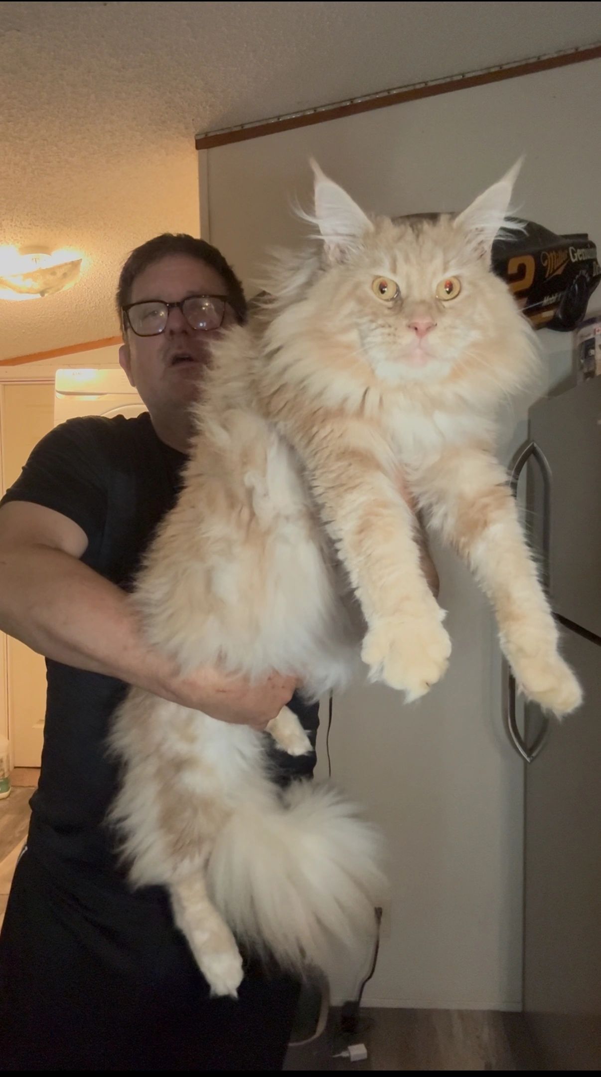 Top Maine Coon Breeders | Jeff Cox Maine Coons
