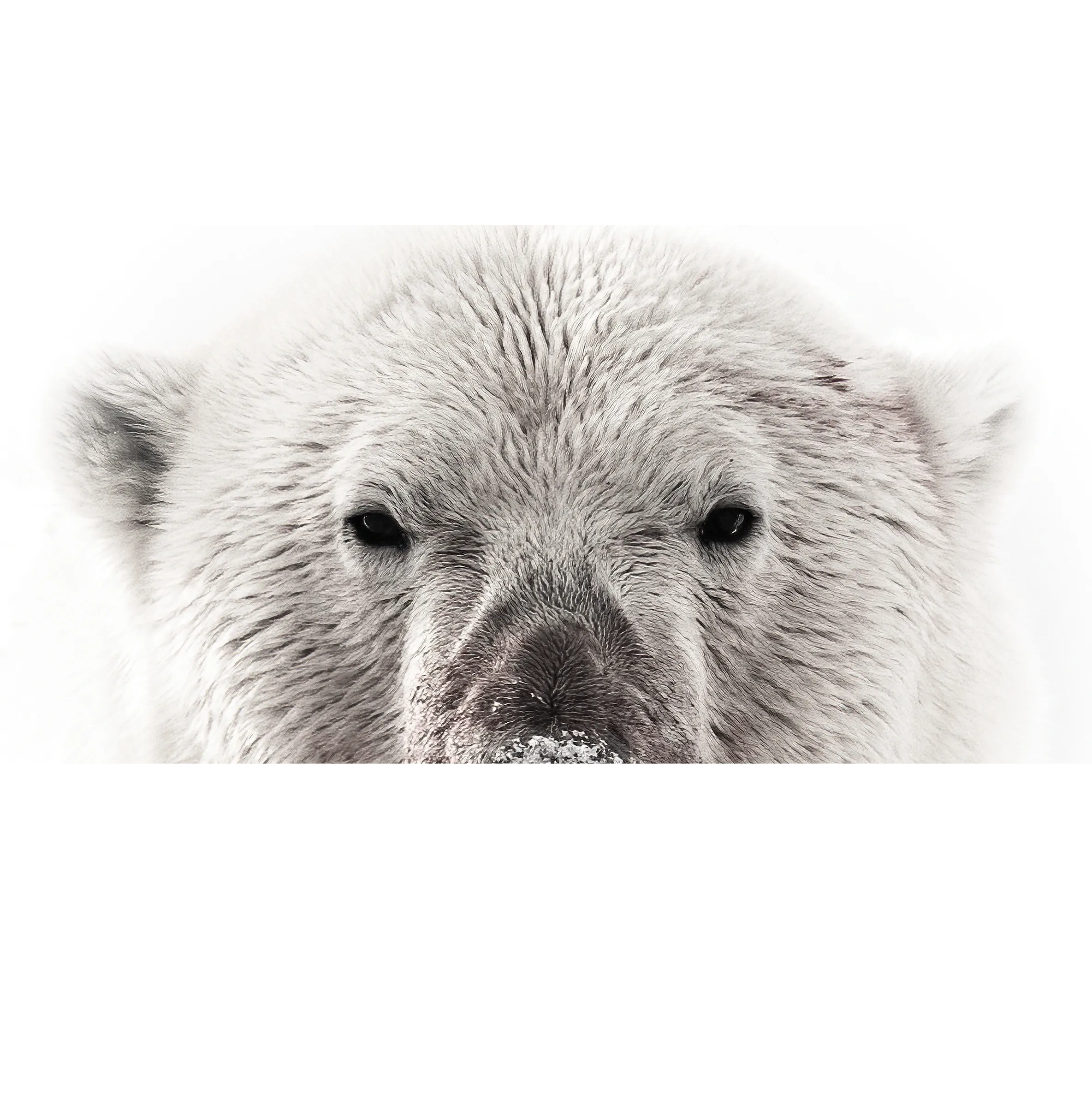 Professional Photography Services by Michael Bamber