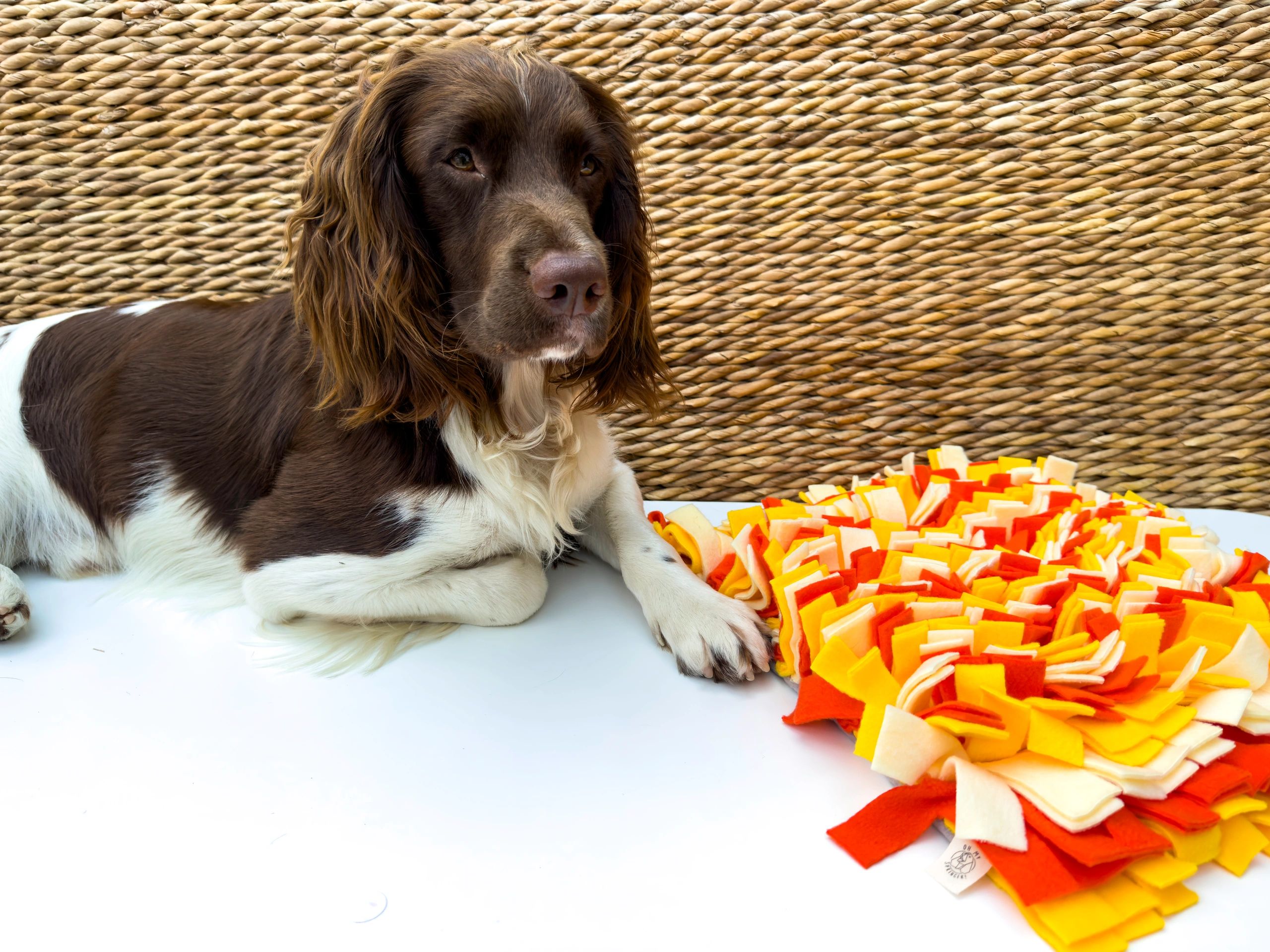 Gallery | Oh My Springer!