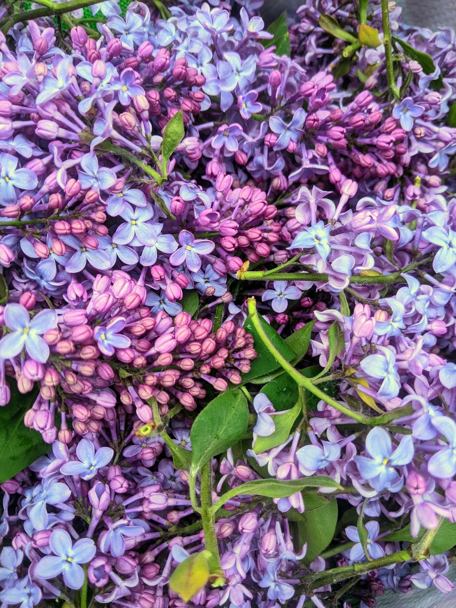 Solar Infused Oils - Home