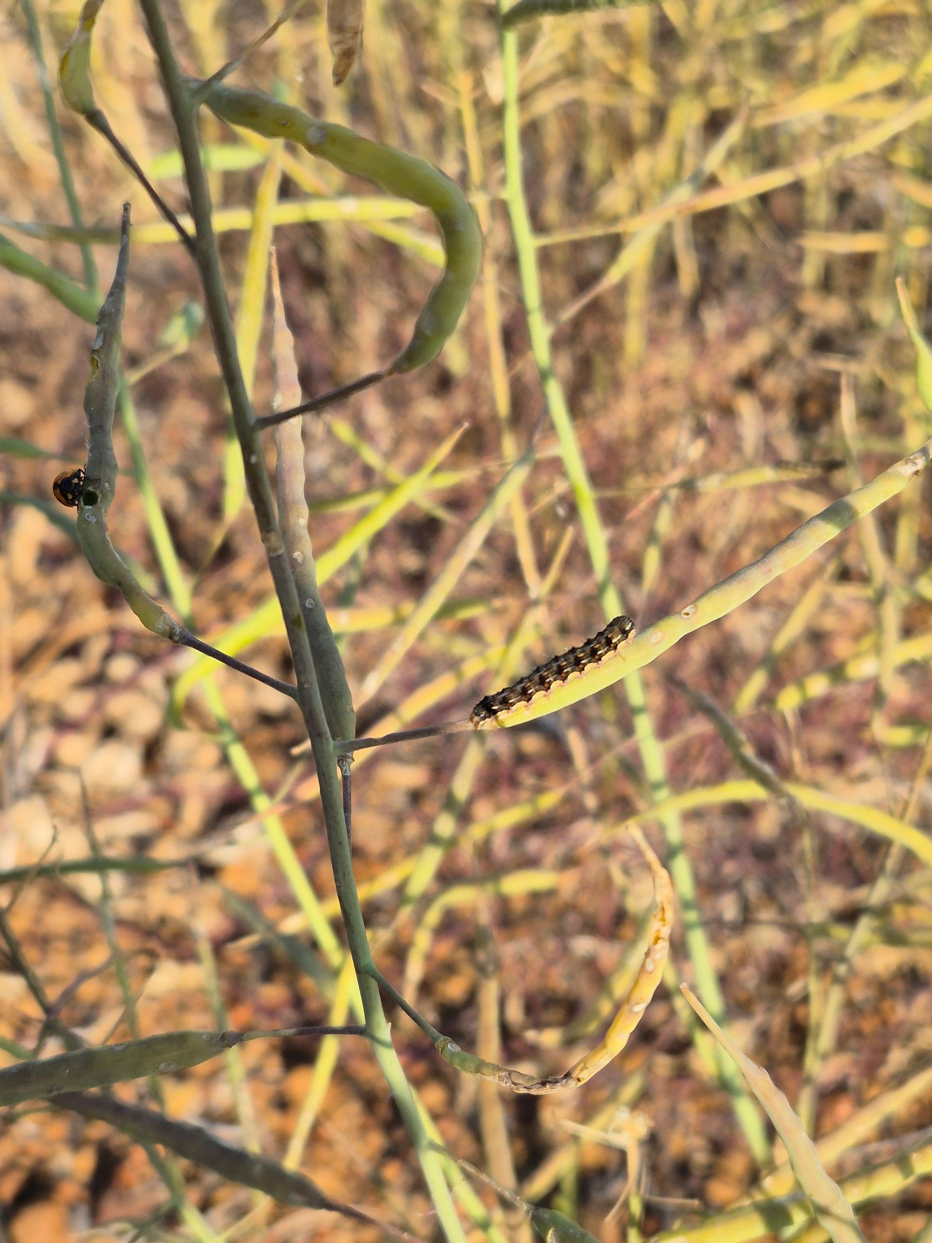 Tackling Native Budworm Infestations in South WA with Drones